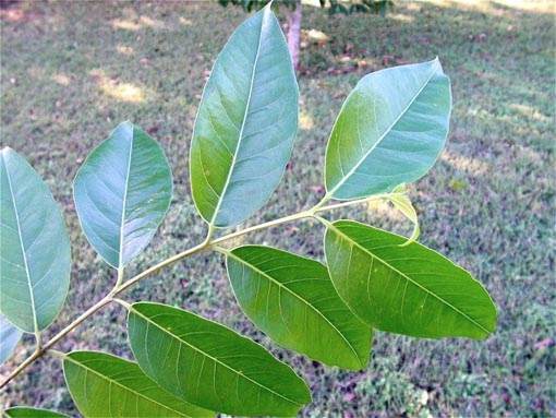 Hojas E. Deglupta – verdeden