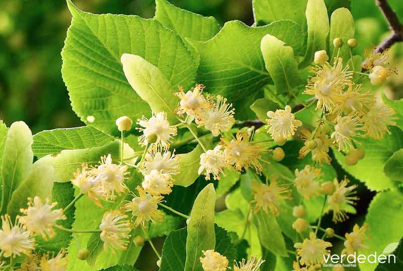 El tilo (Tilia spp) - Verdeden